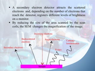 Scanning Electron Microscopy (SEM) | PDF | Geology | Science