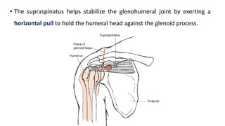 Pathomechanics of Glenohumeral joint | PPTX
