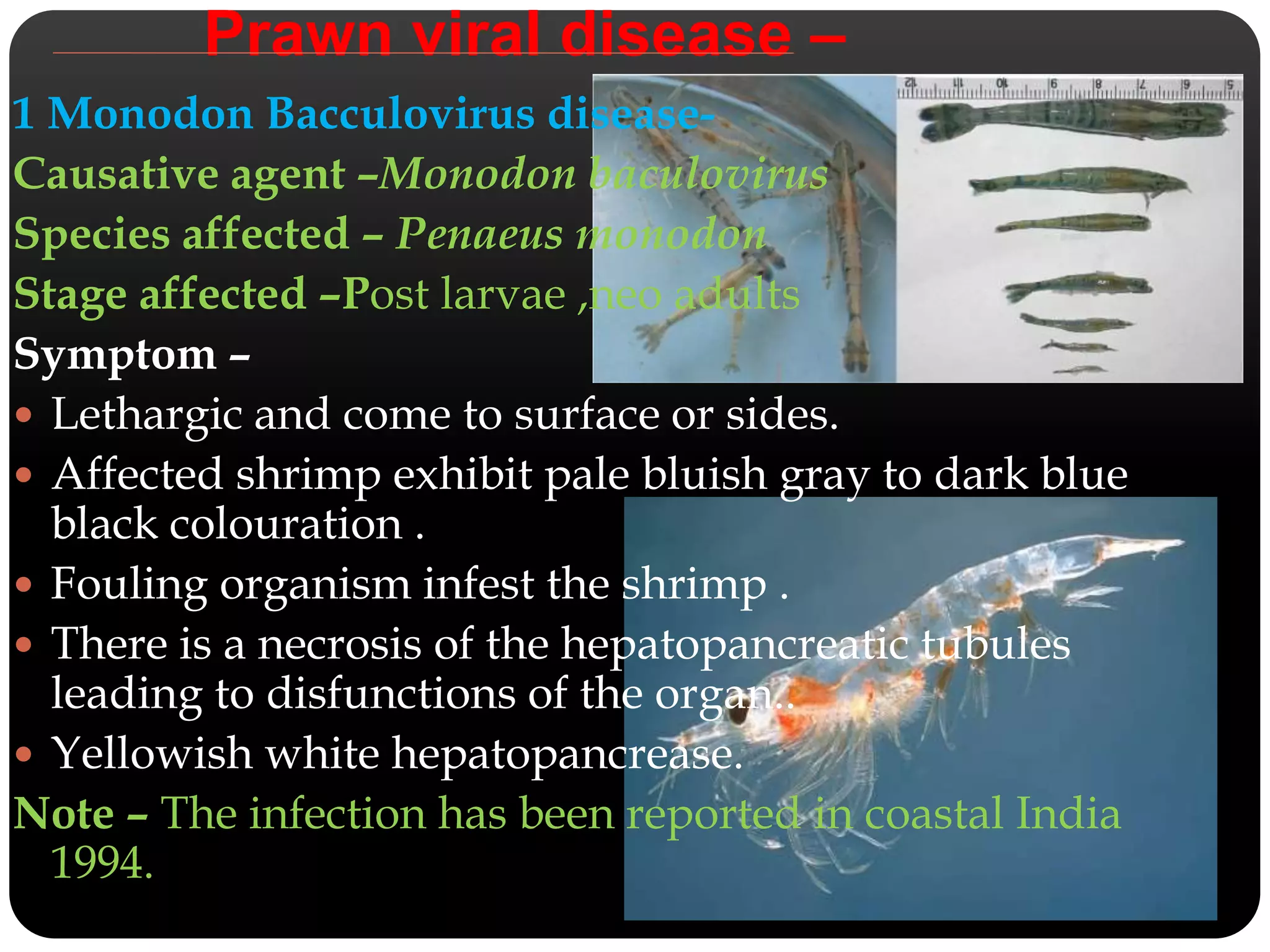 Semminar on shell fish diseases NDUAT KUMARGANJ faizabad | PPTX