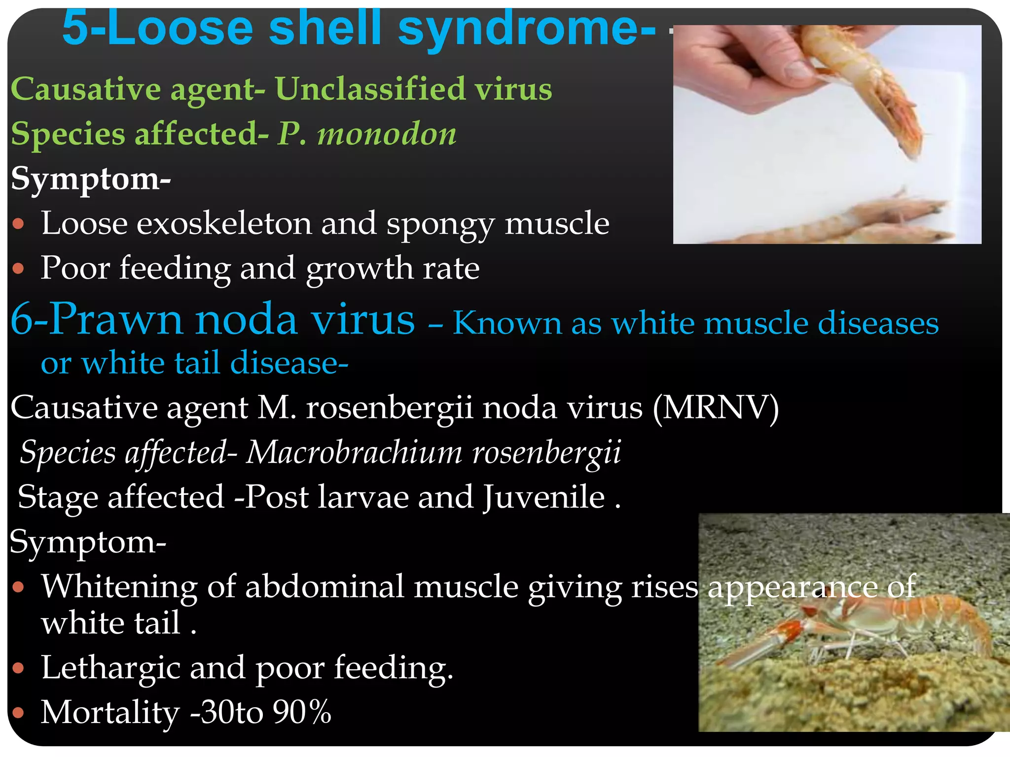 Semminar on shell fish diseases NDUAT KUMARGANJ faizabad | PPT