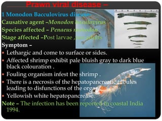 Semminar on shell fish diseases NDUAT KUMARGANJ faizabad | PPTX