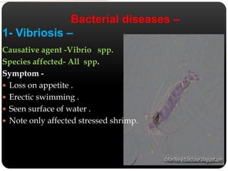Semminar on shell fish diseases NDUAT KUMARGANJ faizabad | PPTX