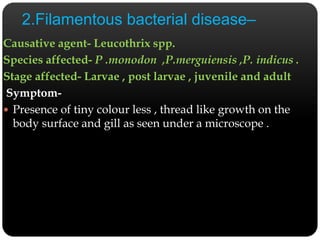 Semminar on shell fish diseases NDUAT KUMARGANJ faizabad | PPTX