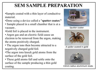 Scanning Electron Microscope Specimen