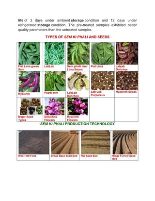 DOLICHOS BEANS (SEM KI PHALI ) PRODUCTION POST HARVEST MANAGRMRNT AND ...