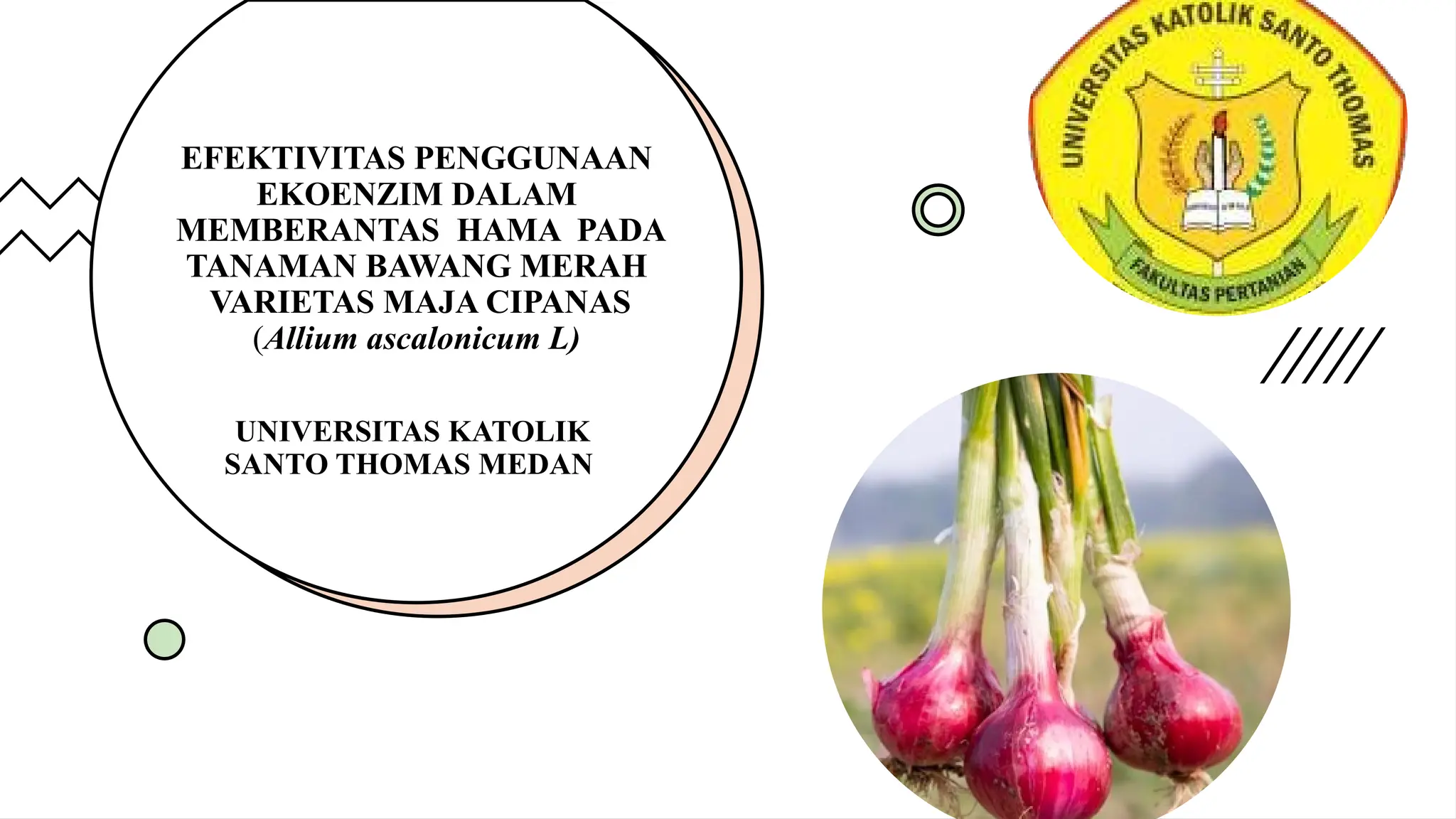 SEMPRO tentang hama ulat pada bawang merah.pptx