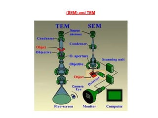 SEM and TEM | PPT