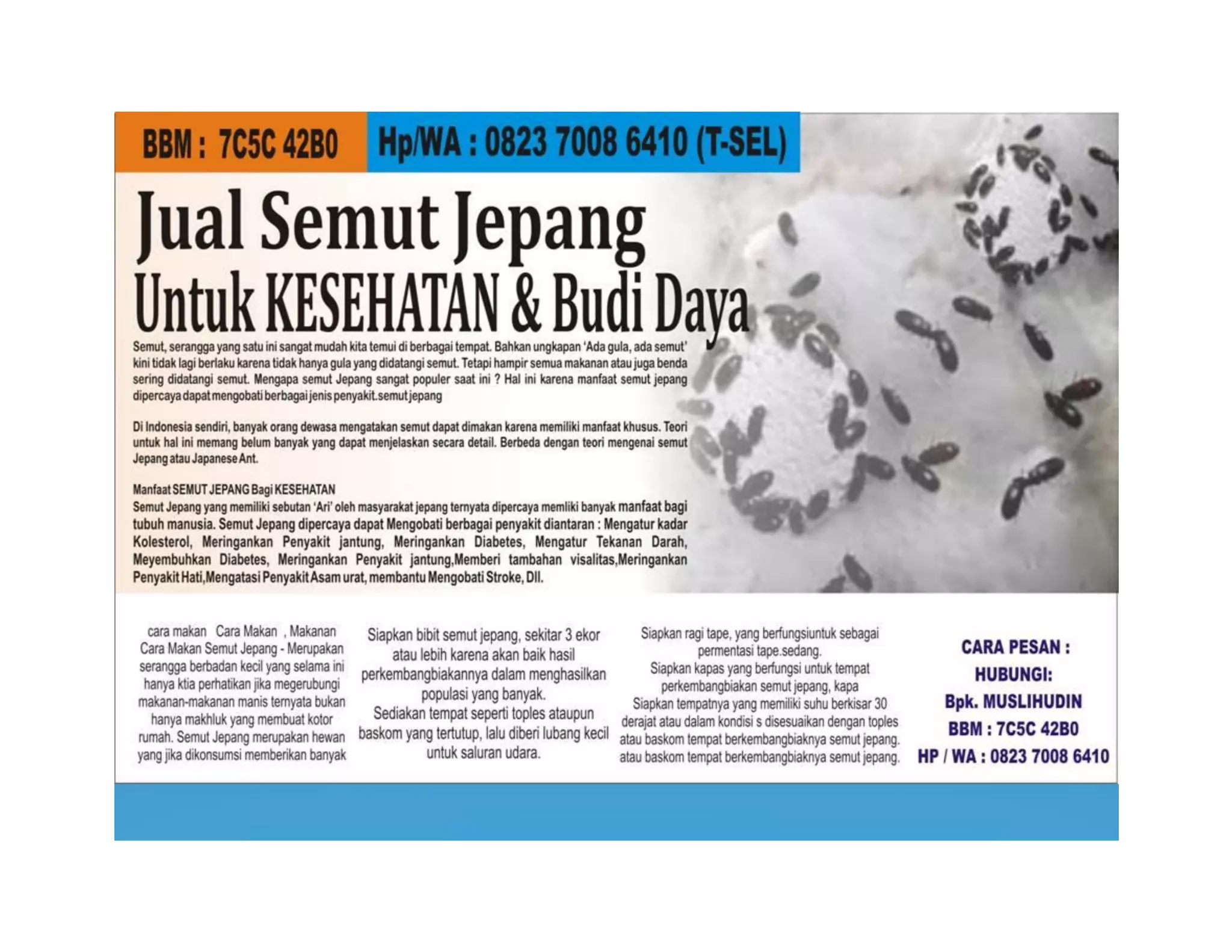 Semut jepang, 082370086410 | PPT