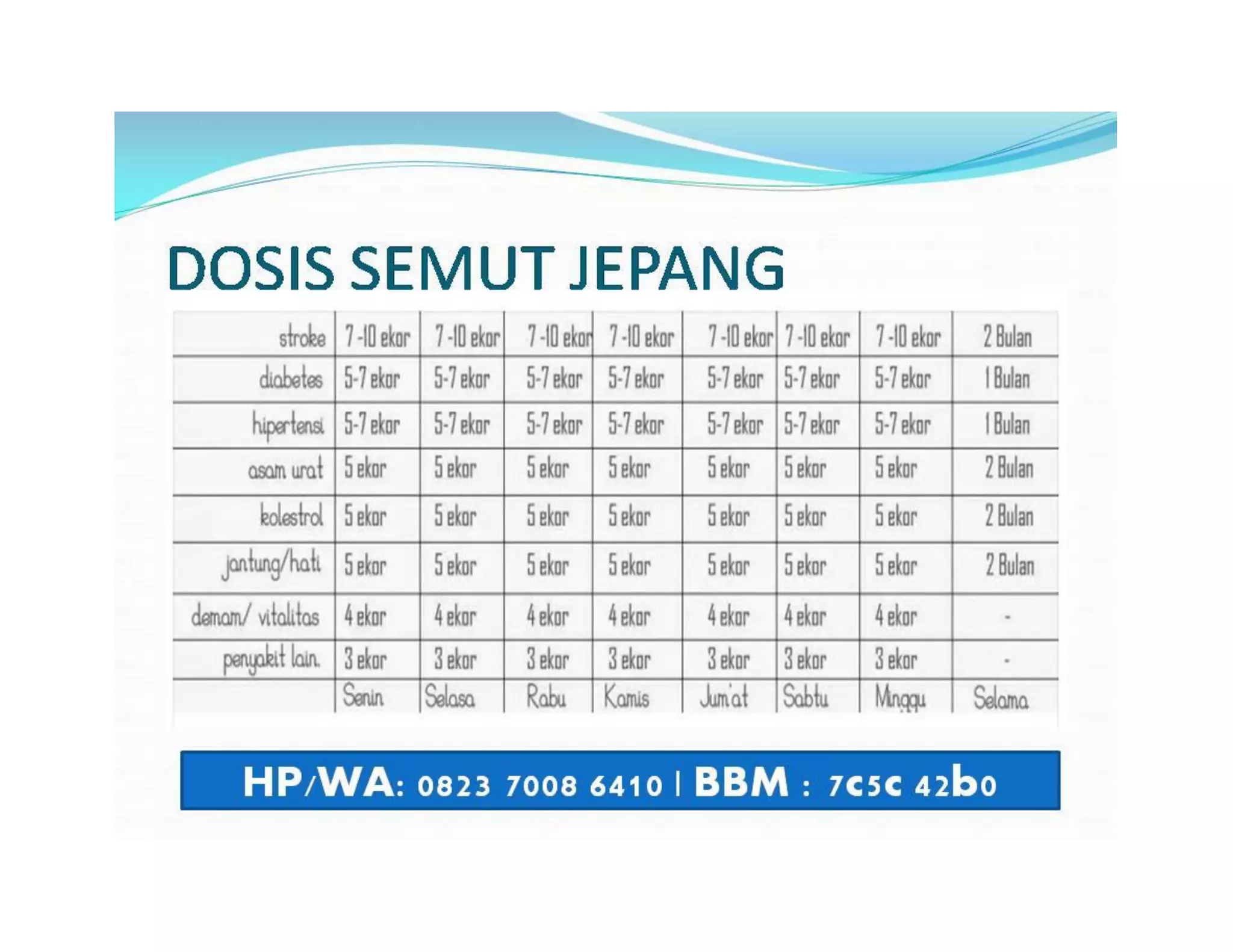 Semut jepang, 082370086410 | PPT