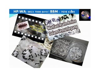 Semut jepang, 082370086410 | PPT