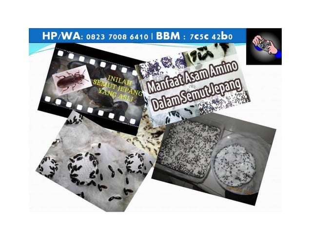 Semut jepang, 082370086410 | PDF