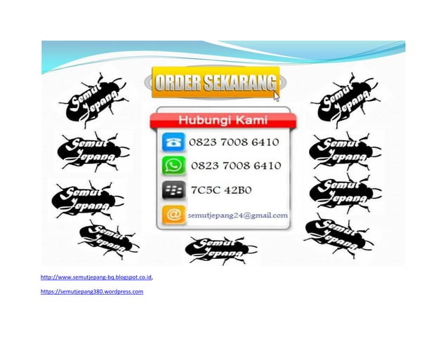 Semut jepang, 082370086410 | PPT