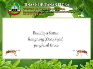 Semut rangrang | PPTX