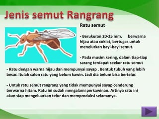 Semut rangrang | PPTX