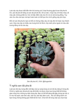 Sen đá pha lê | PDF