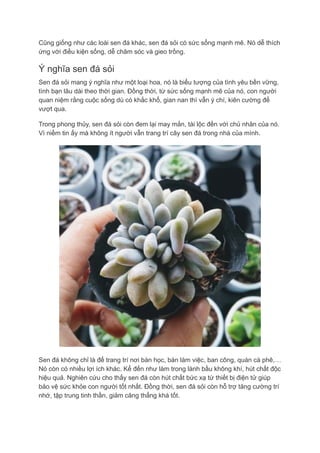 Sen đá sỏi | PDF