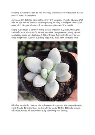 Sen đá sỏi | PDF