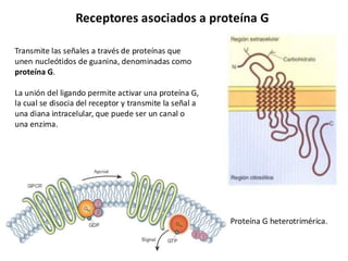 Señalización celular, comunicación celular. Biología celular | PDF