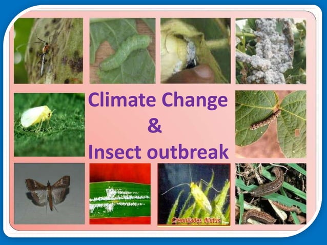 Scenario of insect pest under climate change situation & future ...