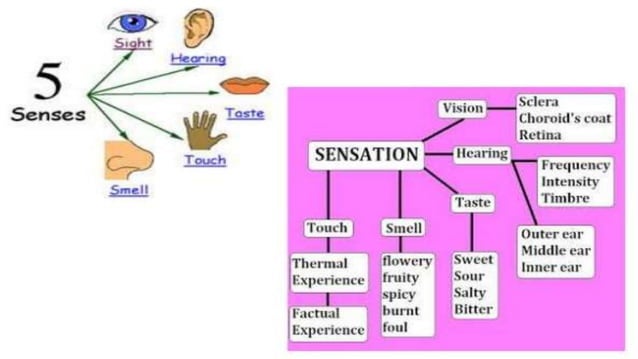 Concepts of Sensation, Perception, Attention, Concept Formation and Problem Solving | PPTX