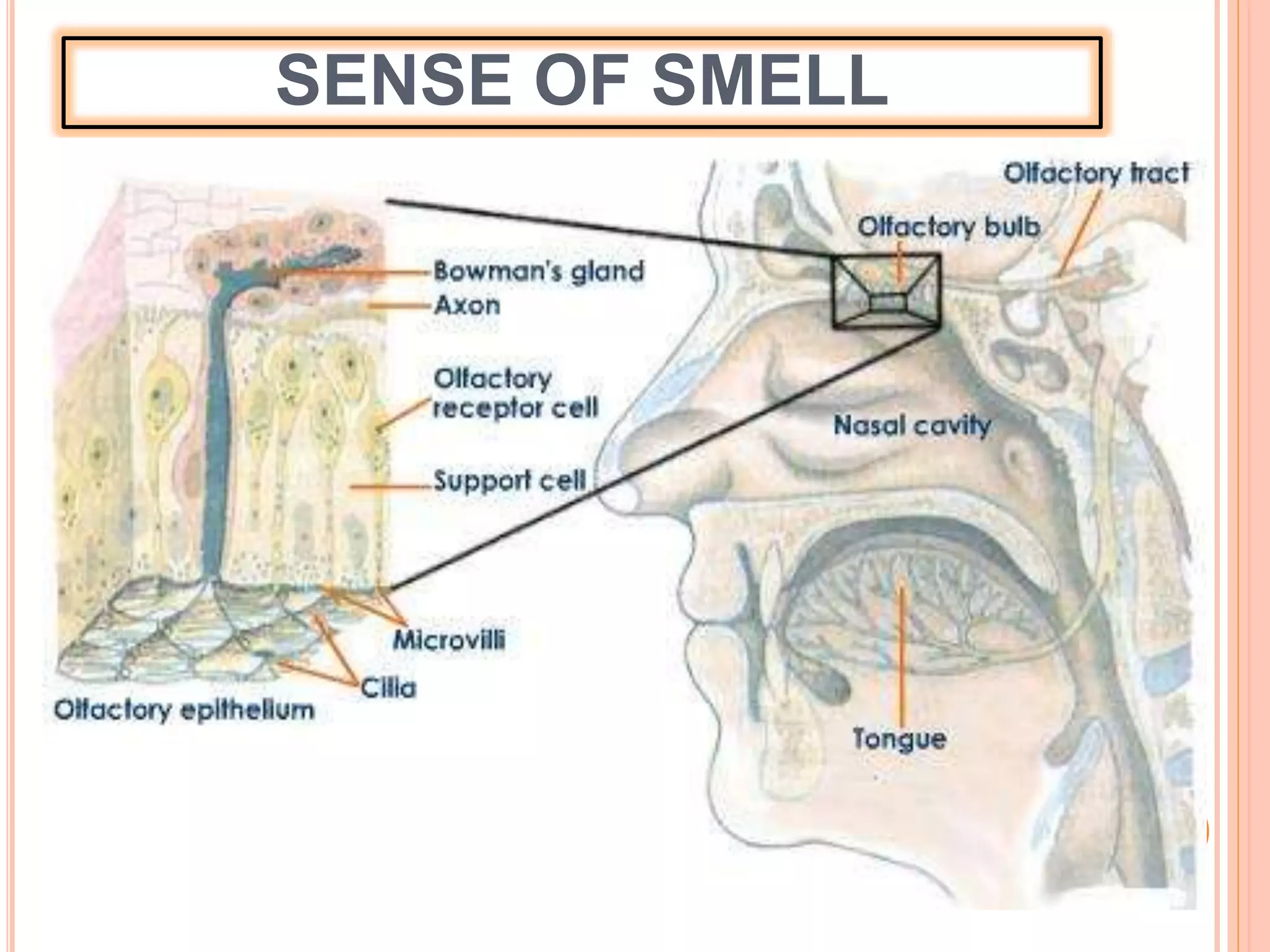 Sence organs ear and nose | PPTX