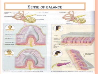 Sence organs ear and nose | PPTX