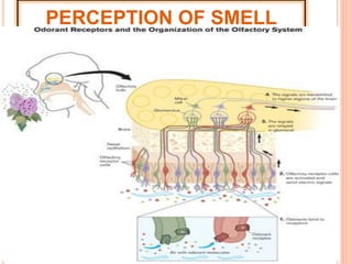 Sence organs ear and nose | PPTX