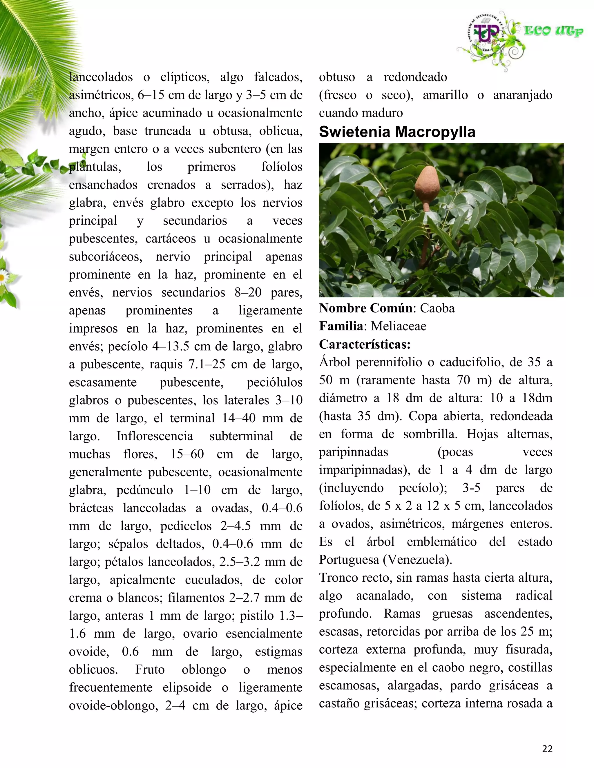 Sendero el Carricillo Universidad Tecnologica De Panamá | PDF