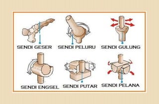 Sendi, otot, & kelainan | PPT