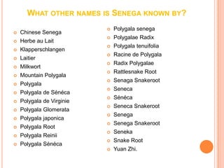 Senega | PPTX