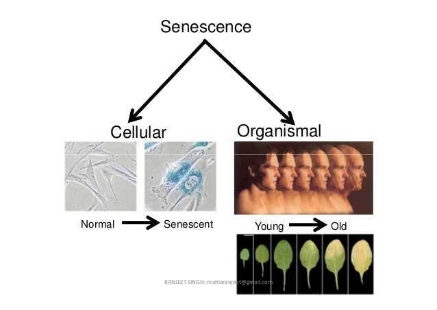 Senescence