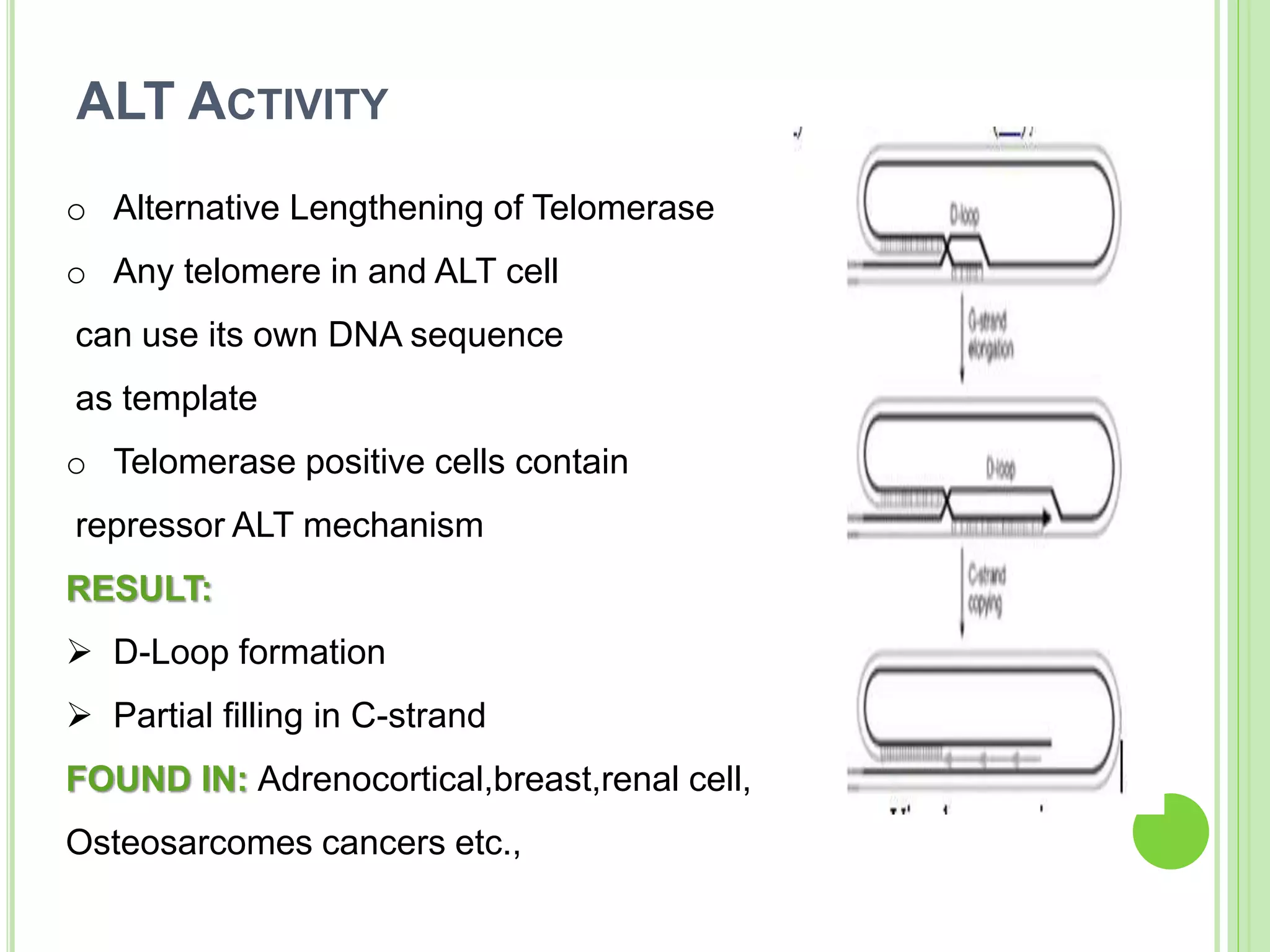 Senescence and immortalization | PPT