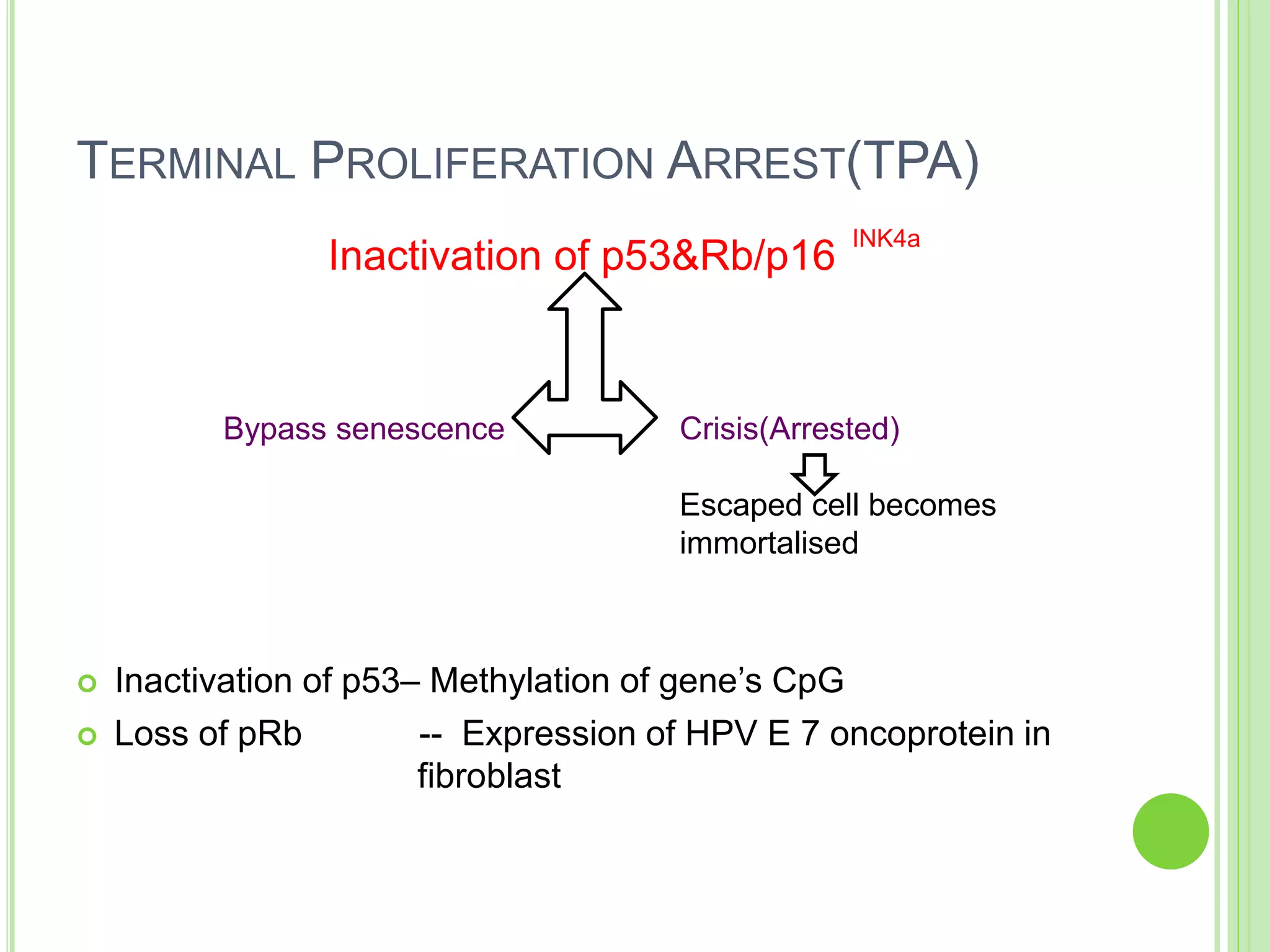 Senescence and immortalization | PPT