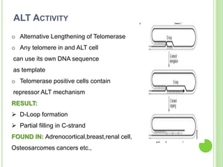 Senescence and immortalization | PPT