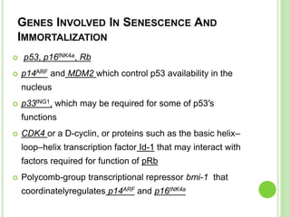 Senescence and immortalization | PPT