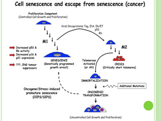 Senescence and immortalization | PPT