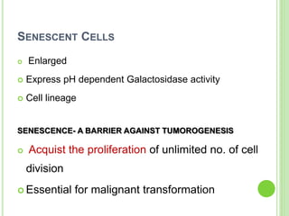 Senescence and immortalization | PPT