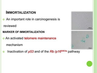 Senescence and immortalization | PPT