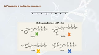 Sengar method of dna sequencing | PPT
