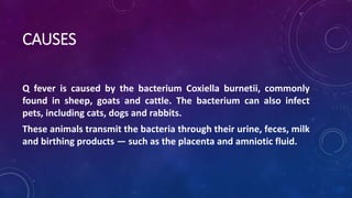 Senior nurse lecture series q fever | PPTX