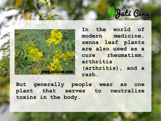 Senna Leaf Benefits | ODP