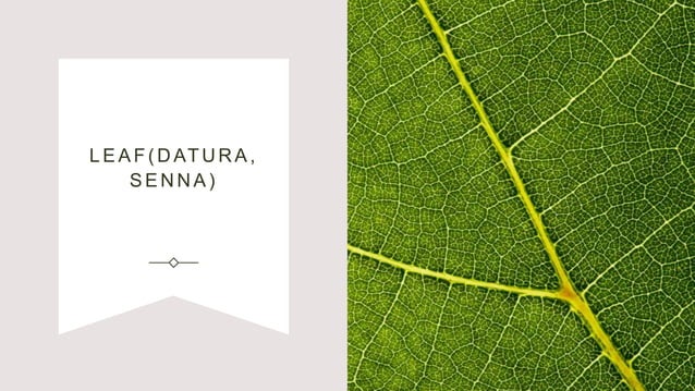 Senna and Datura (Leaf).pptx