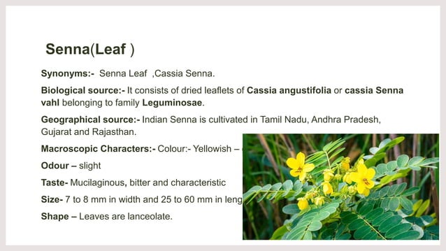 Senna and Datura (Leaf).pptx