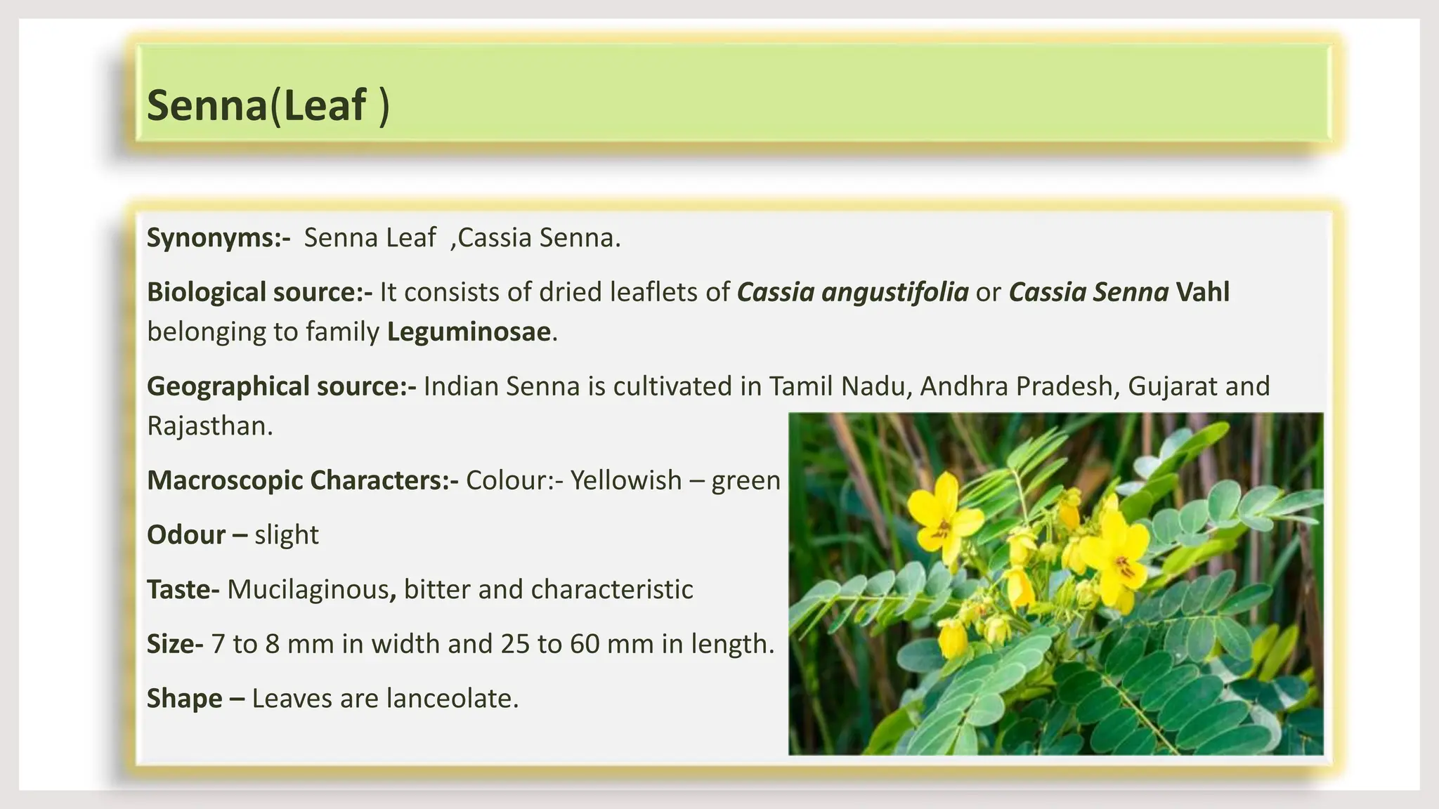 Senna and Datura (Leaf).pptx