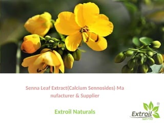senna leaf extract manufacturer and supplier.pptx