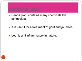 Production Technology of Senna plant | PPTX