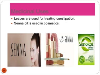 Production Technology of Senna plant | PPTX