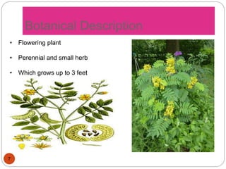 Production Technology of Senna plant | PPTX