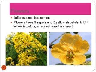 Production Technology of Senna plant | PPTX