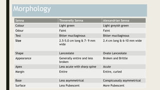senna plant pharmacognosy in b. Pharmacy | PPTX